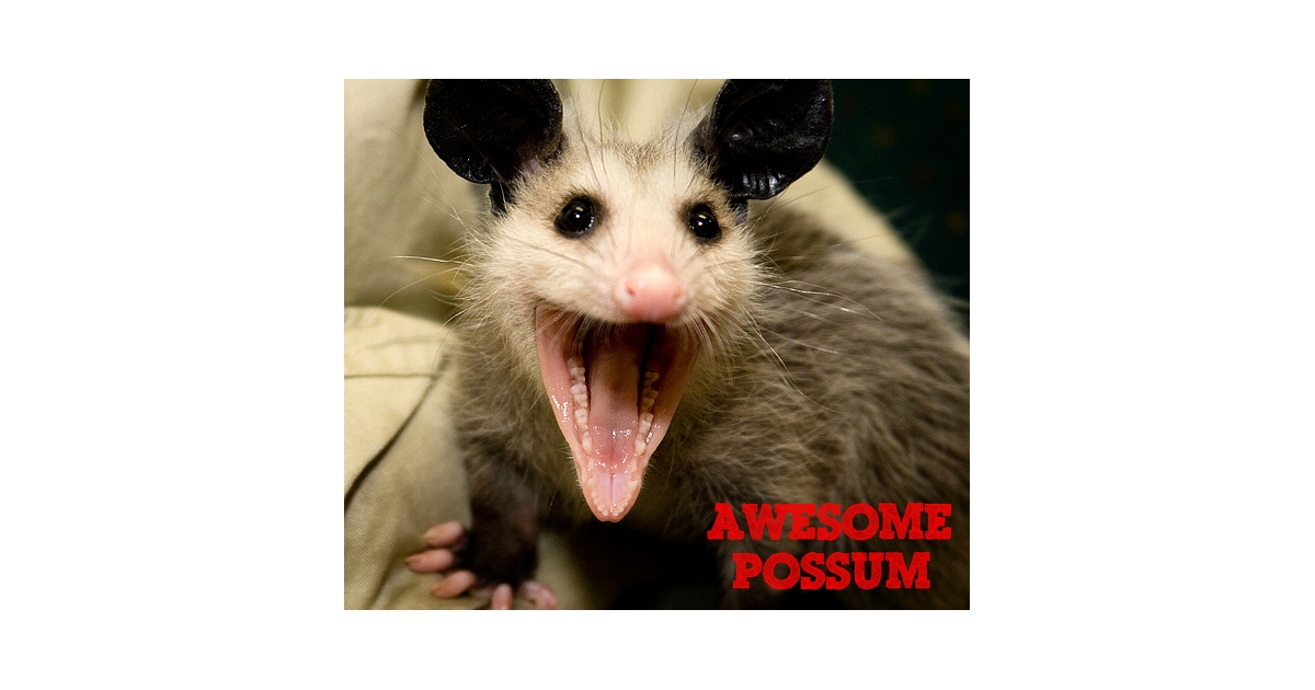 Awesome Possums